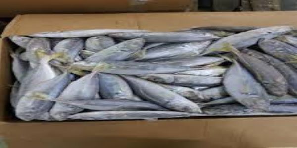 RDC : 6 millions USD pour des poissons encore au fond de l’océan ...