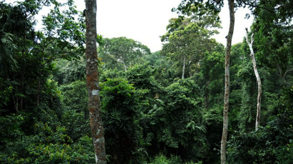 La RDC organise, 40 après, les états généraux des forêts - Infocongo